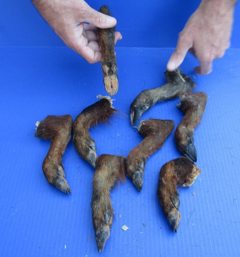 5 to 9 inches Authentic Georgia Wild Boar Legs, Feet or Wild Hog Legs, Feet