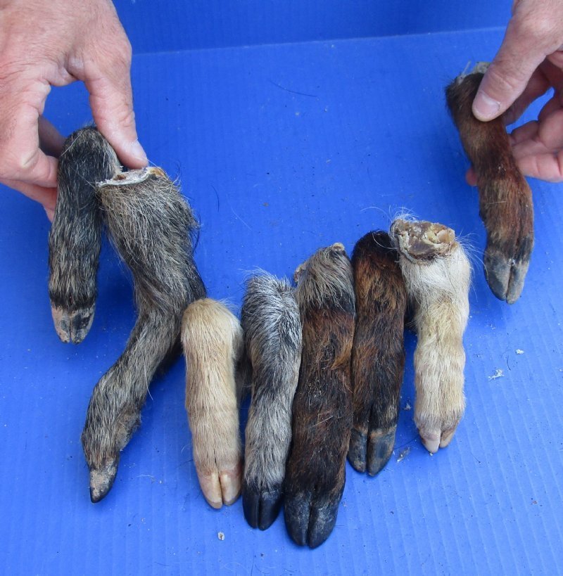 5 to 9 inches Authentic Georgia Wild Boar Legs, Feet or Wild Hog Legs, Feet