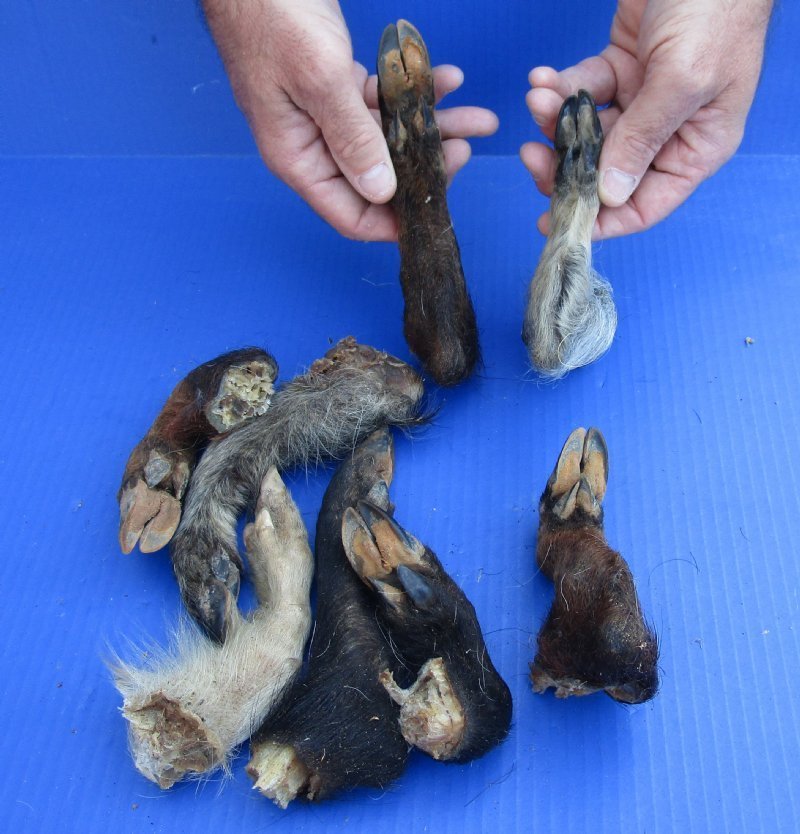 5 to 9 inches Authentic Georgia Wild Boar Legs, Feet or Wild Hog Legs, Feet