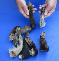 5 to 9 inches Authentic Georgia Wild Boar Legs, Feet or Wild Hog Legs, Feet