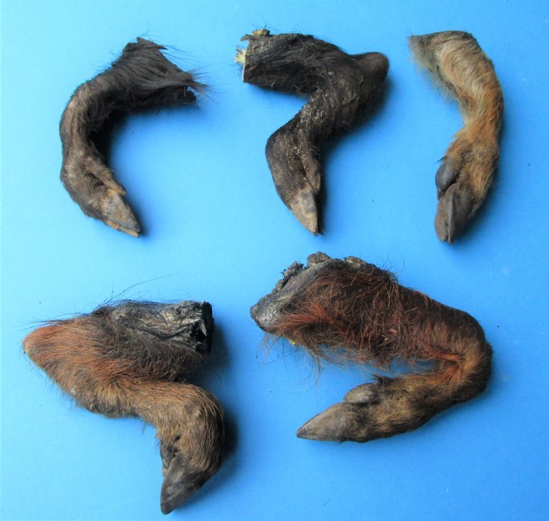 Up to 6 inches Small Georgia Wild Boar Legs, Feet or Wild Hog Legs, Feet
