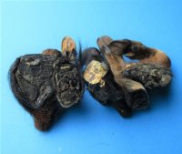 Up to 6 inches Small Georgia Wild Boar Legs, Feet or Wild Hog Legs, Feet