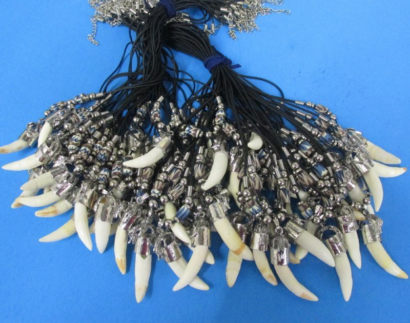 20 inches Authentic Alligator Tooth Necklace with 1-1/4 to 1-1/2 inches ...