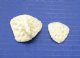Real Alligator Osteoderm Bones | 1 to 1-3/4 inches Real Osteoderm Bones