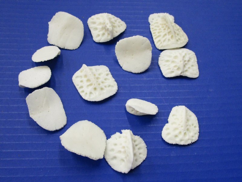 Real Alligator Osteoderm Bones | 1 to 1-3/4 inches Real Osteoderm Bones