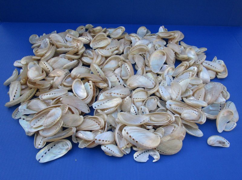 Small Pearl Donkey Ear Abalone Shells | Wholesale | 1 to 3-1/2 inches
