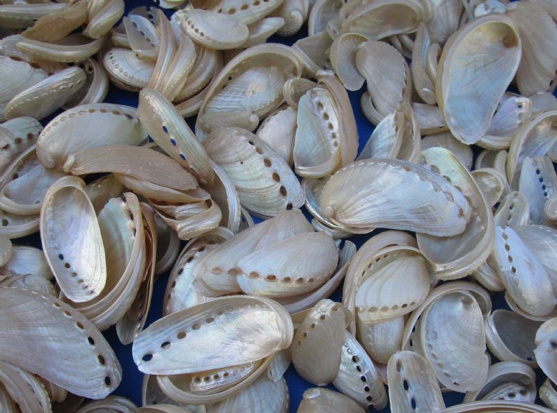 Small Pearl Donkey Ear Abalone Shells | Wholesale | 1 to 3-1/2 inches