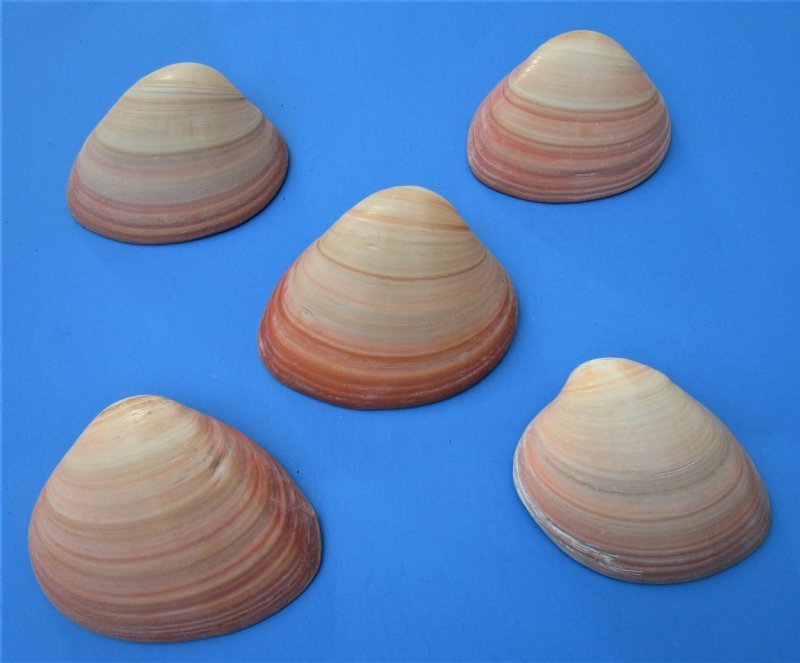 3 to 5 inches Wholesale Queen Pink Clam Shells for Sale in Bulk