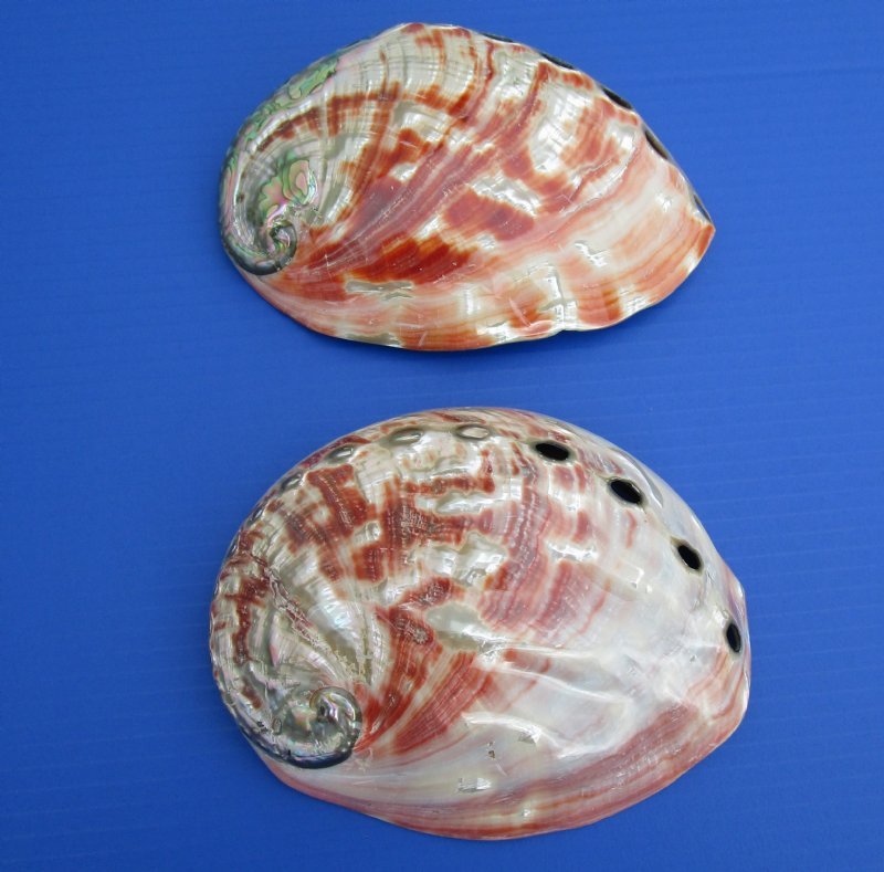 Red Abalone Shell