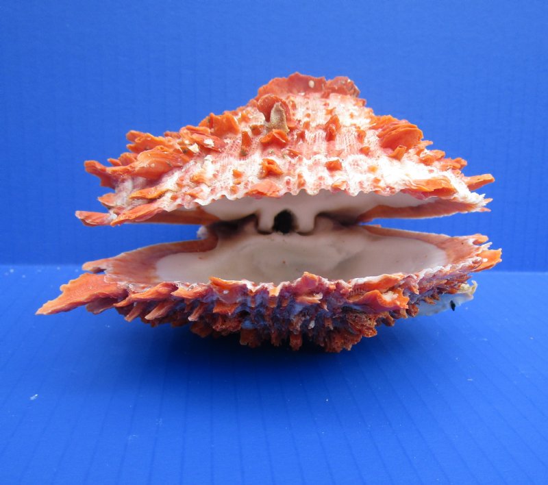 4-3/4 to 5-3/4 inches Wholesale Spondylus Princeps Spiny Oyster Shells,