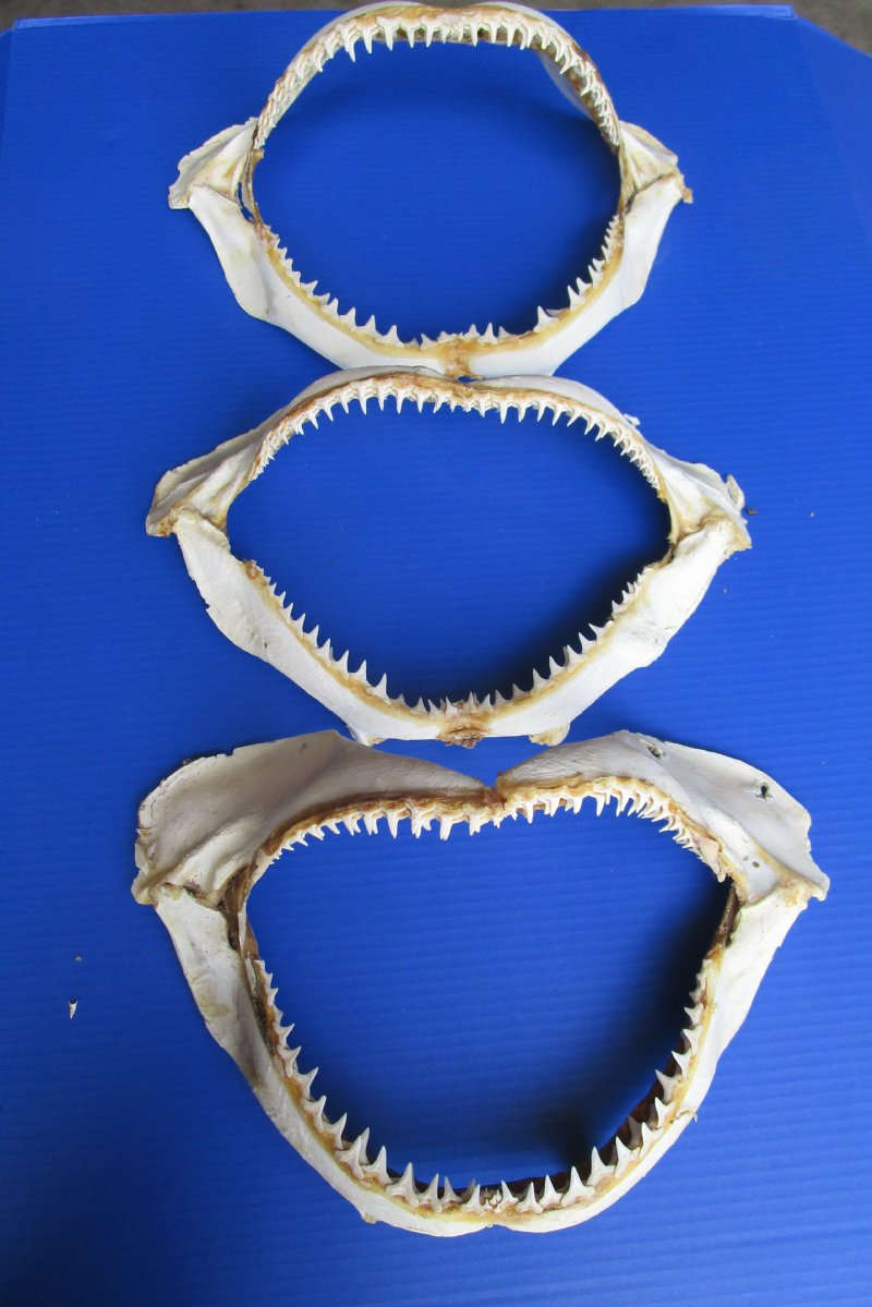 14 inches Wholesale Real Blacktip Shark Jaws for Sale