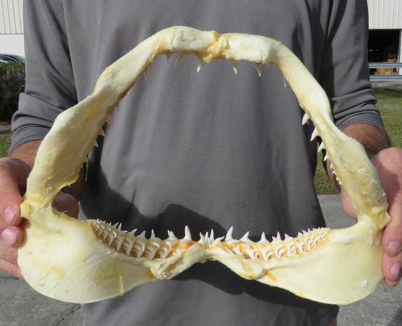 11 to 11-3/4 inches Wholesale Authentic Shortfin Mako Shark Jaw for Sale