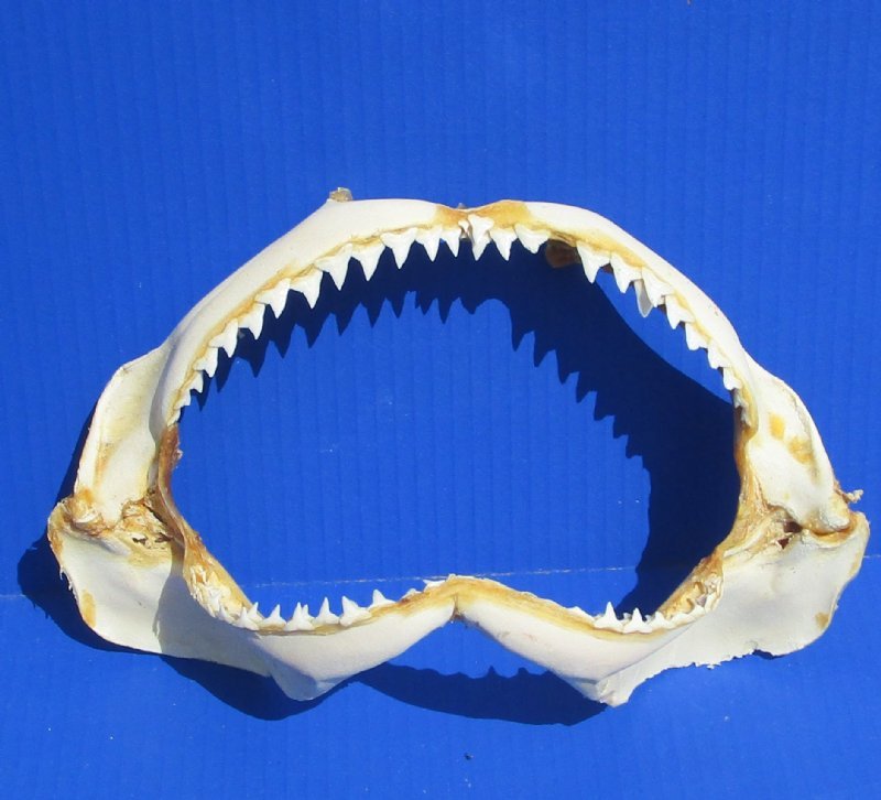 8 to 9-7/8 inches Authentic Silvertip Shark Jaws for Sale, Grade B Quality