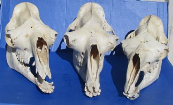 Camel Skull | Dromedary Camel Skull | Wholesale