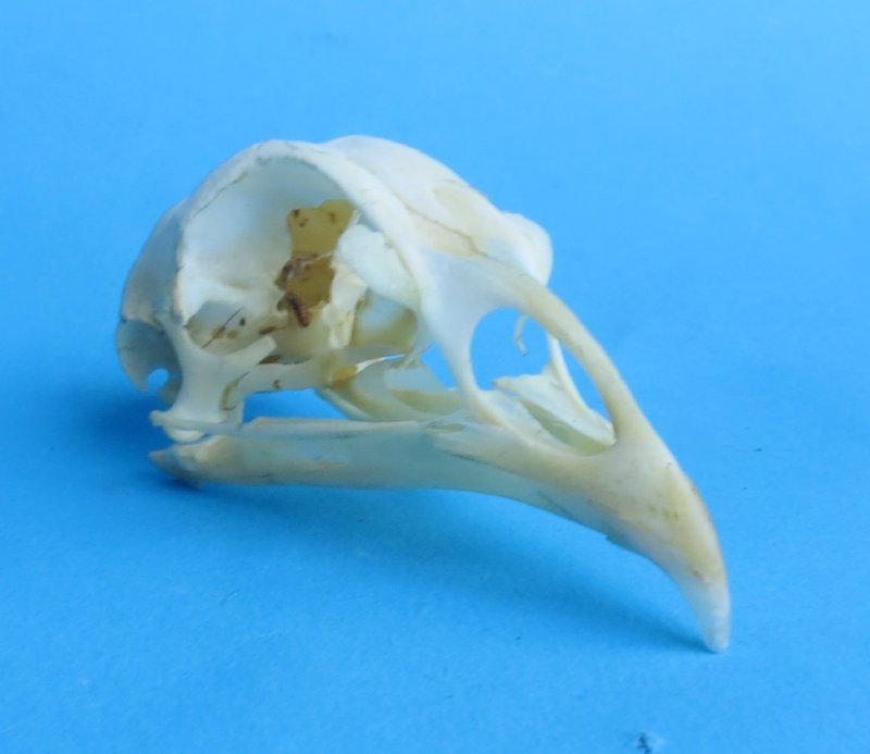 Chicken Skulls for Sale Wholesale, 2-3/4 to 3-1/4 inches