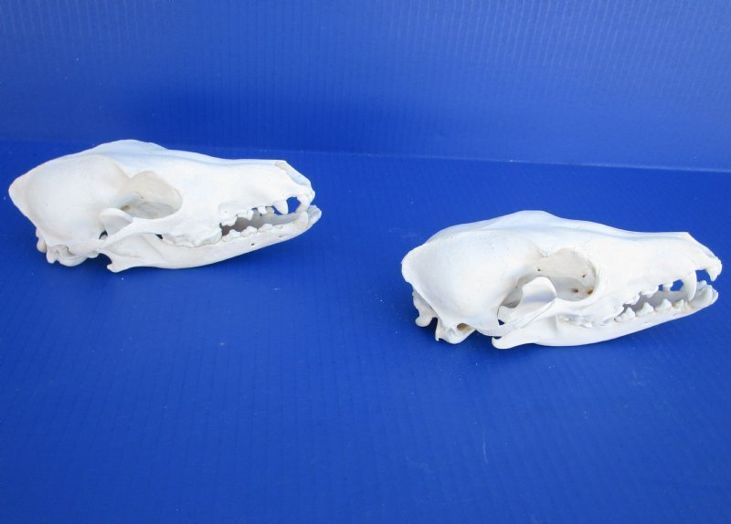 Wholesale African Black-Backed Jackal Skull for Sale
