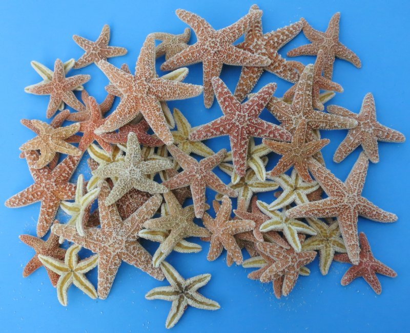 Sun Dried Sugar Starfish | Wholesale | 2 to 4 Inches