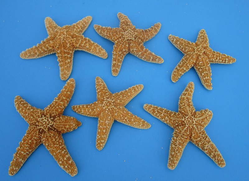 Real Starfish