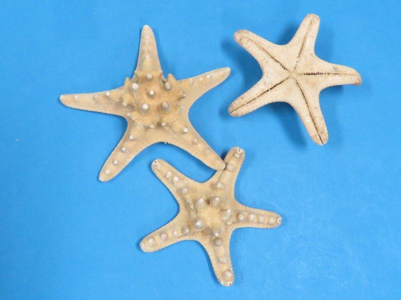 4 to 5-7/8 inches Sun Dried Natural Knobby, Armored Starfish for Sale