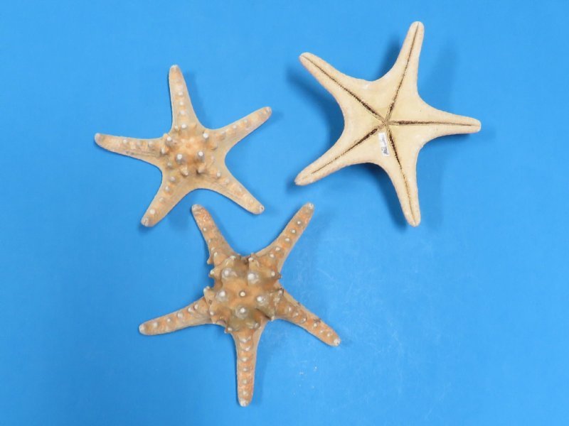 6 to 8 inches Wholesale Natural Large Knobby Starfish in Bulk