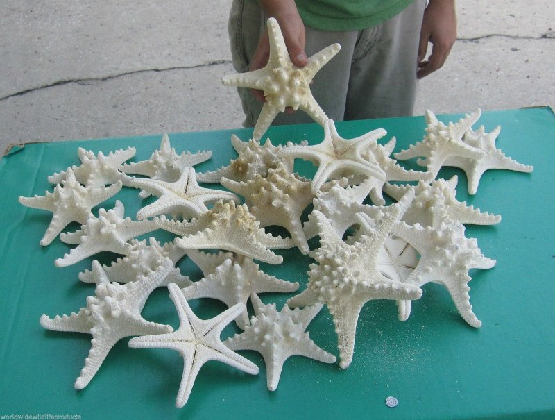 6 to 8 inches Large Dried White Thorny/Knobby Starfish .85 each