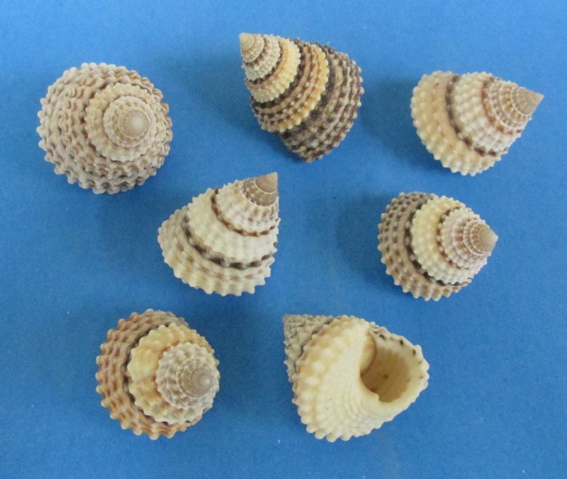 3/4 to 1-1/4 inches Tiny Periwinkle Shells in Bulk Bag of 100 @ .12 each