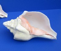 Polished West Indian Chank Shells 7 inches $8.50 each