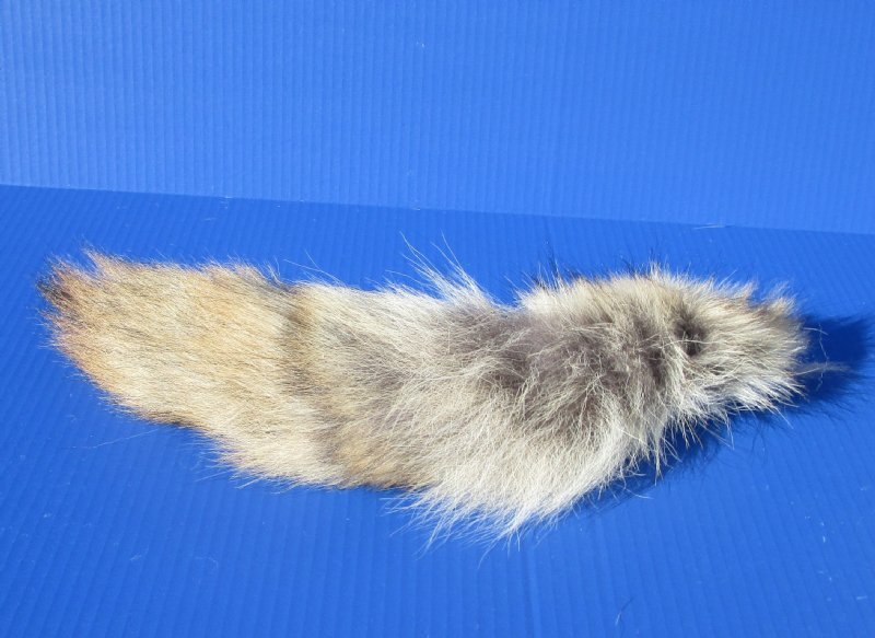 Coyote Tail