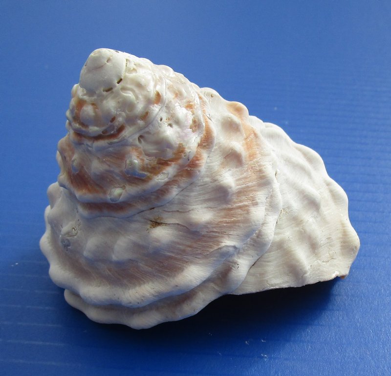 Wavy Turban Snail