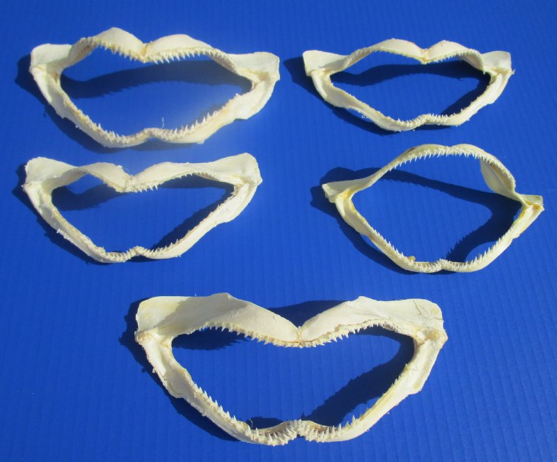 6 to 7-1/2 inches Authentic Whitetip Reef Shark Jaws for Sale in Bulk