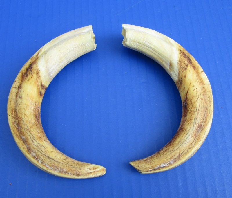 Warthog Tusks