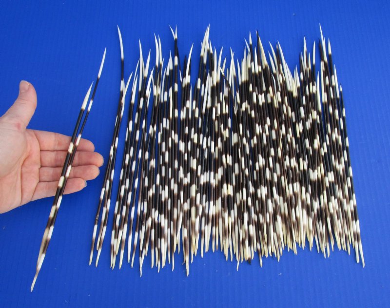 African Porcupine Quills African Porcupine Quills