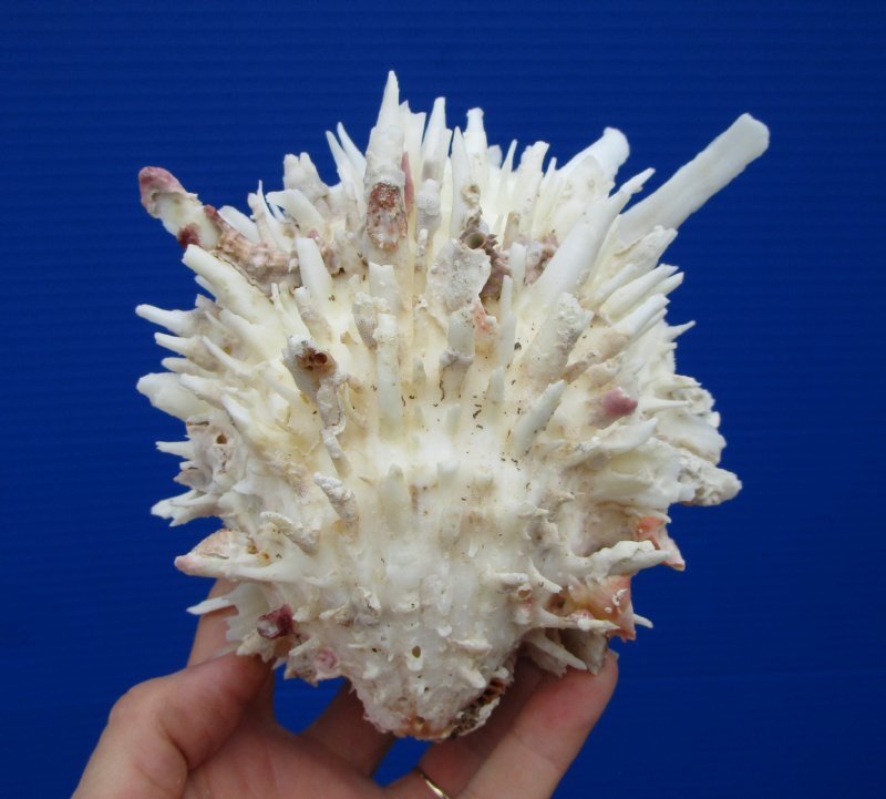 5-1/2 by 4-1/4 inches White Spondylus Leucacanthus Spiny Oyster